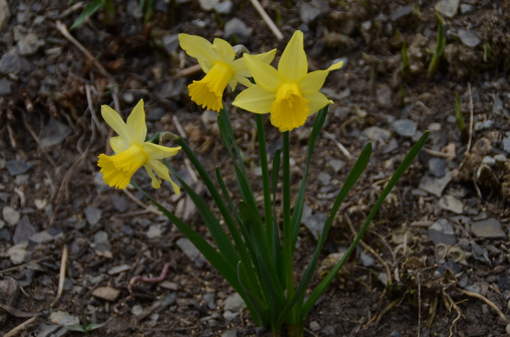 Narcissus February Gold – Harvesting History