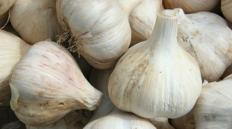 The Garlic - Harvesting History