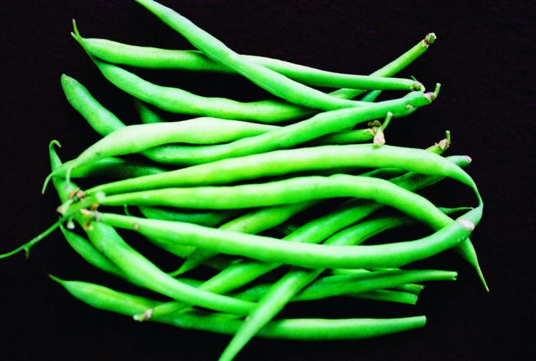 Bush Bean, French Filet – Harvesting History