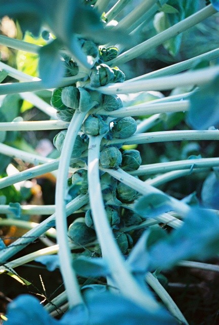 Catskill Brussels Sprouts – Harvesting History