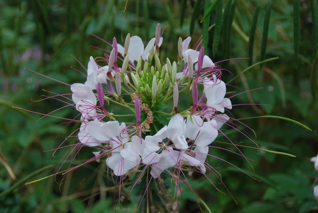 Cleome, Rose Queen – Harvesting History