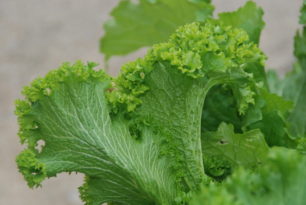 Mustard Green Wave – Harvesting History