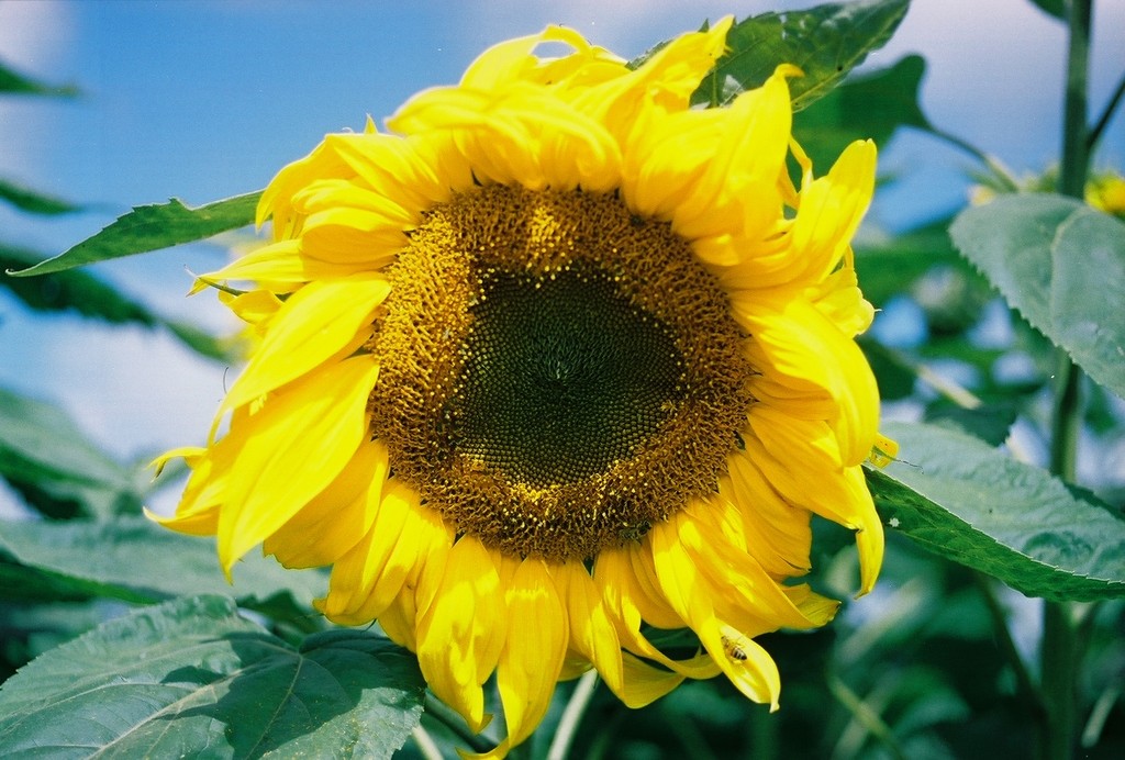 Sunflower Mammoth Russian Harvesting History Sunflower Mammoth Russian Harvesting History