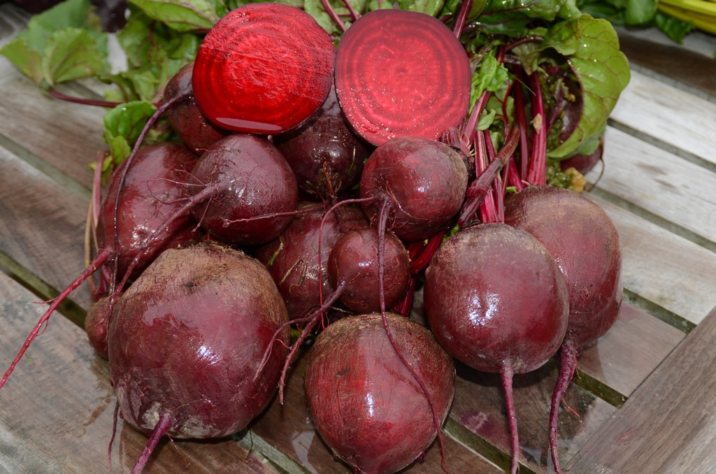 Vegetables for Fall Planting - Detoit Dark Red Beet - Harvesting History
