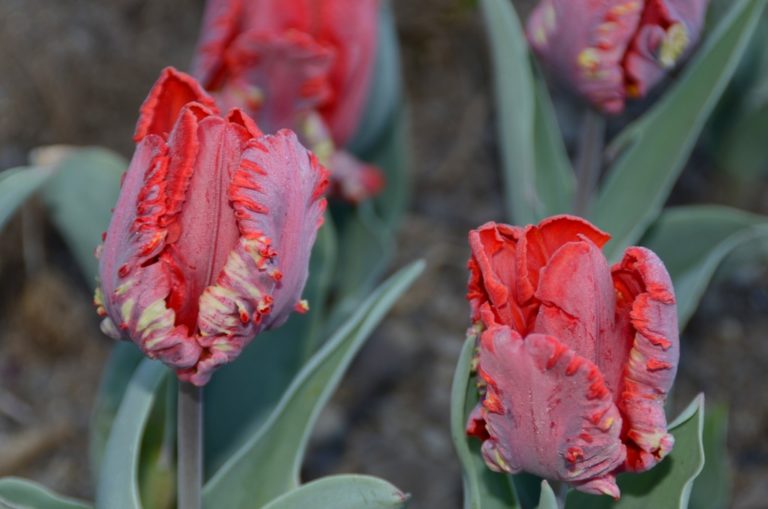Tulip Rococo – Harvesting History