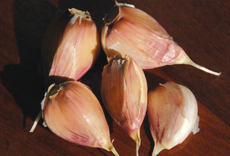 Porcelain Garlic, Kyjev – 4 oz – Harvesting History