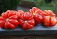 Giants of the Tomato World - The Sandwich/ Slicing Tomatoes ...