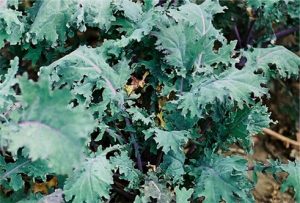 Kale and Collards-Some of the Cold Hardiest Vegetables in Existence ...