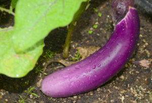 The 4 Greatest Heirloom Eggplants of All Time - Harvesting History