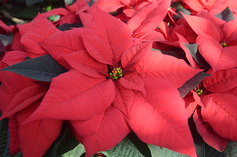 America’s Greatest Horticultural Tradition: The Philadelphia Flower ...