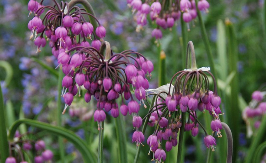 The Alliums You Rarely See - Harvesting History