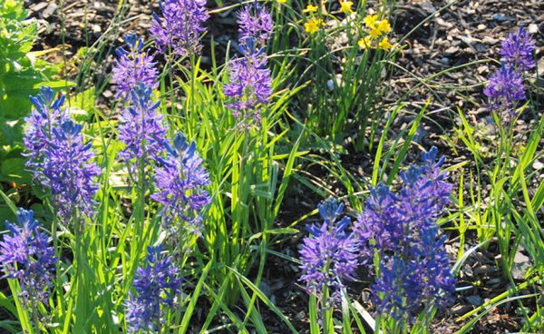 The Rare Bulbs Native to the United States - Harvesting History