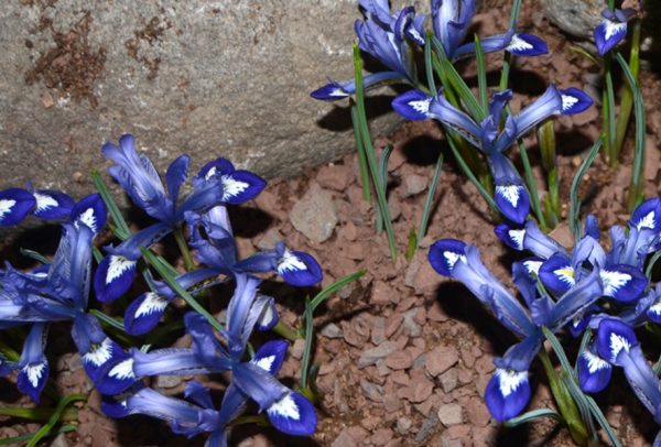 The Rarest Color in Nature-Six Bulbs That Produce Dazzling Displays of ...